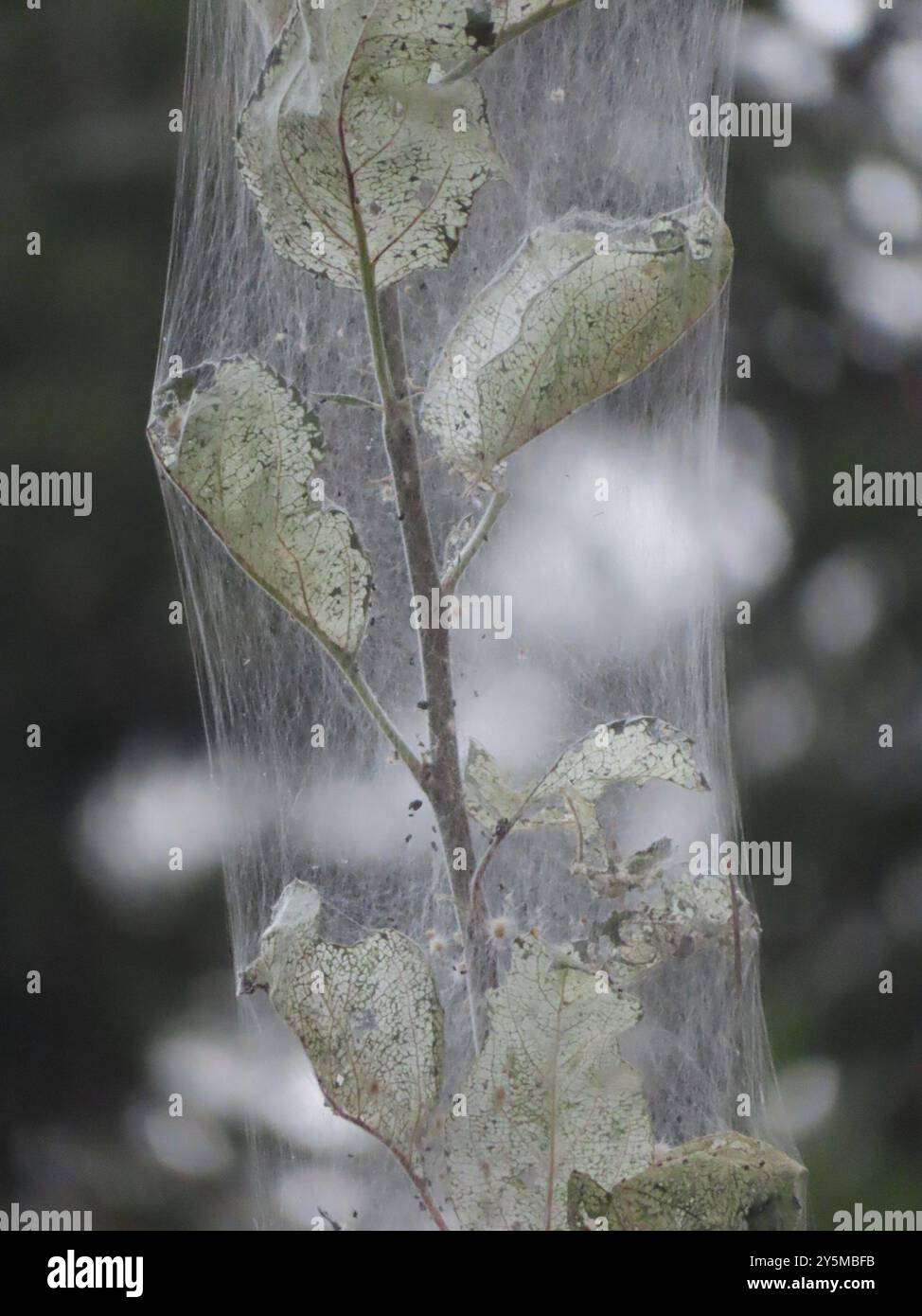 Fall Webworm Moth (Hyphantria cunea) Insecta Stock Photo - Alamy