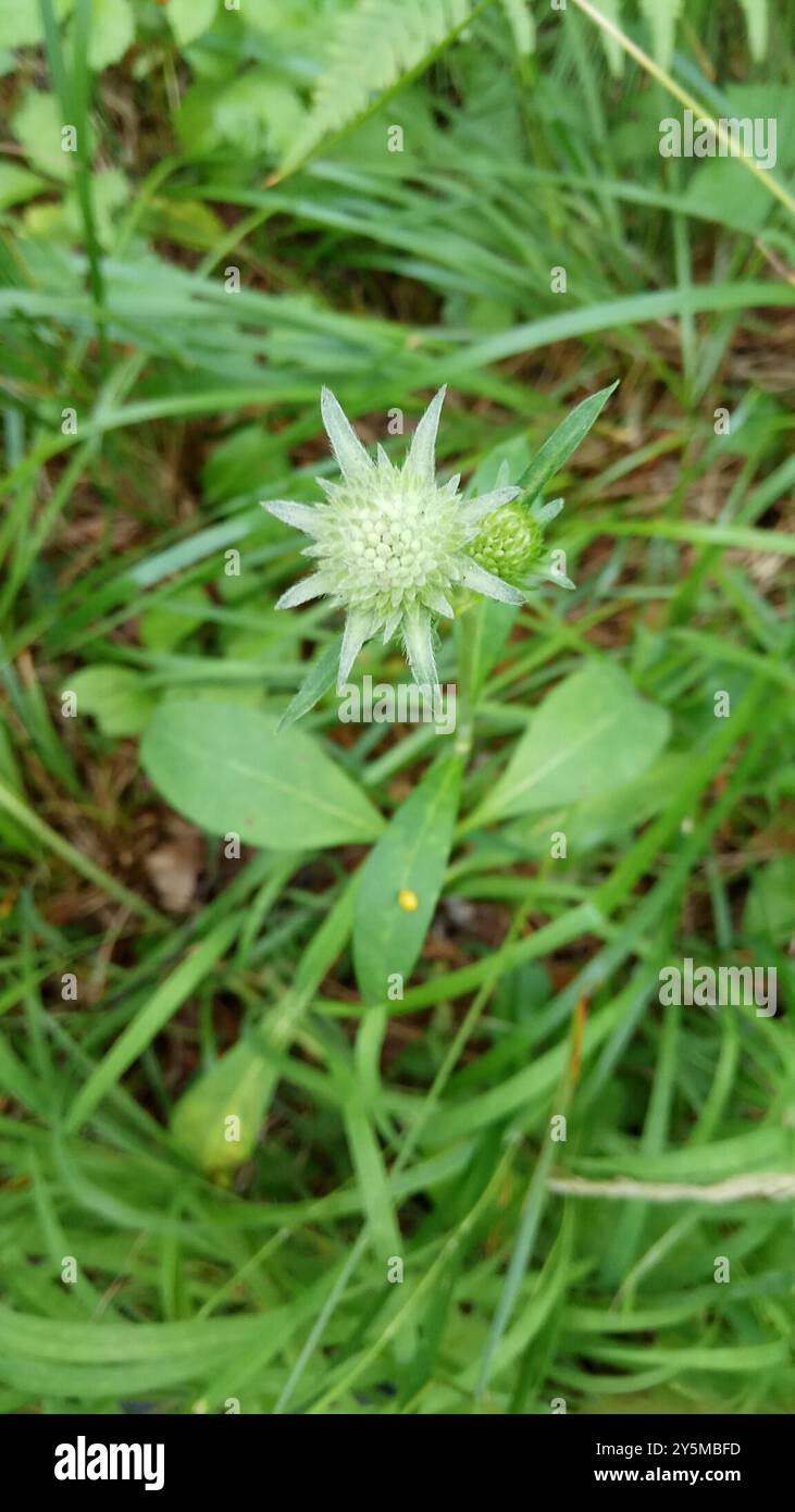 Devil's-bit Scabious (Succisa pratensis) Plantae Stock Photo - Alamy