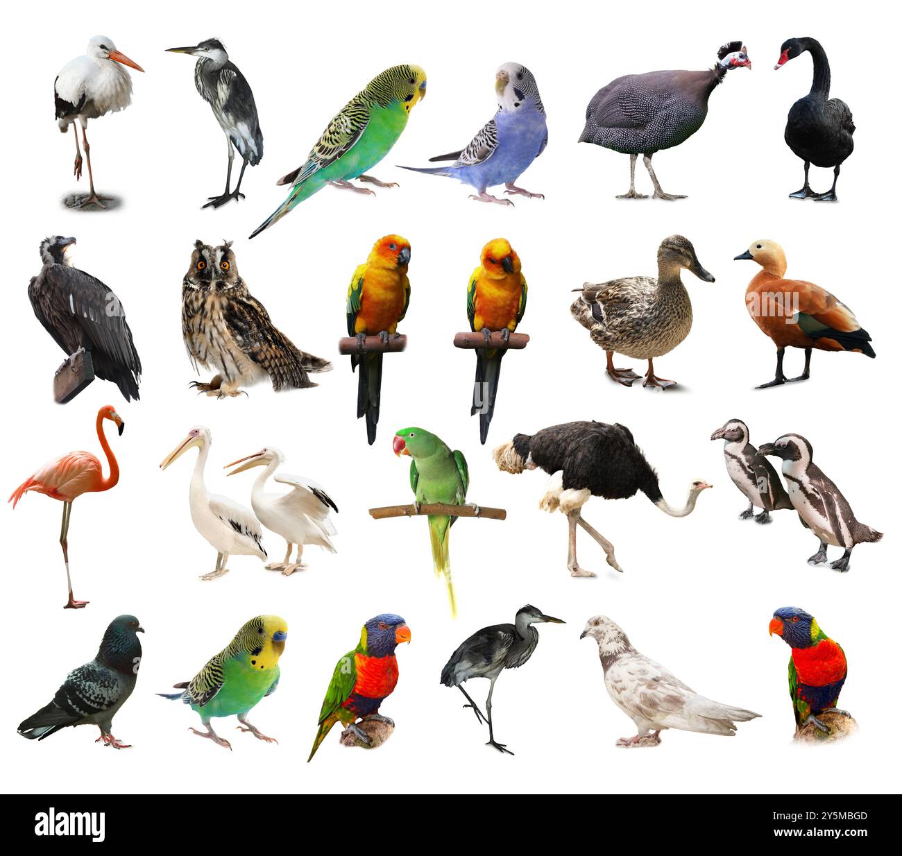 Many beautiful exotic birds on white background, collection Stock Photo ...