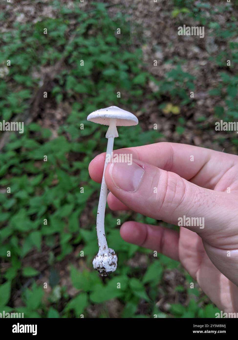 Eastern North American Destroying Angel (Amanita bisporigera) Fungi ...