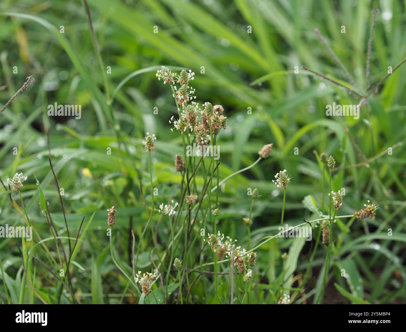 ribwort plantain (Plantago lanceolata) Plantae Stock Photo - Alamy