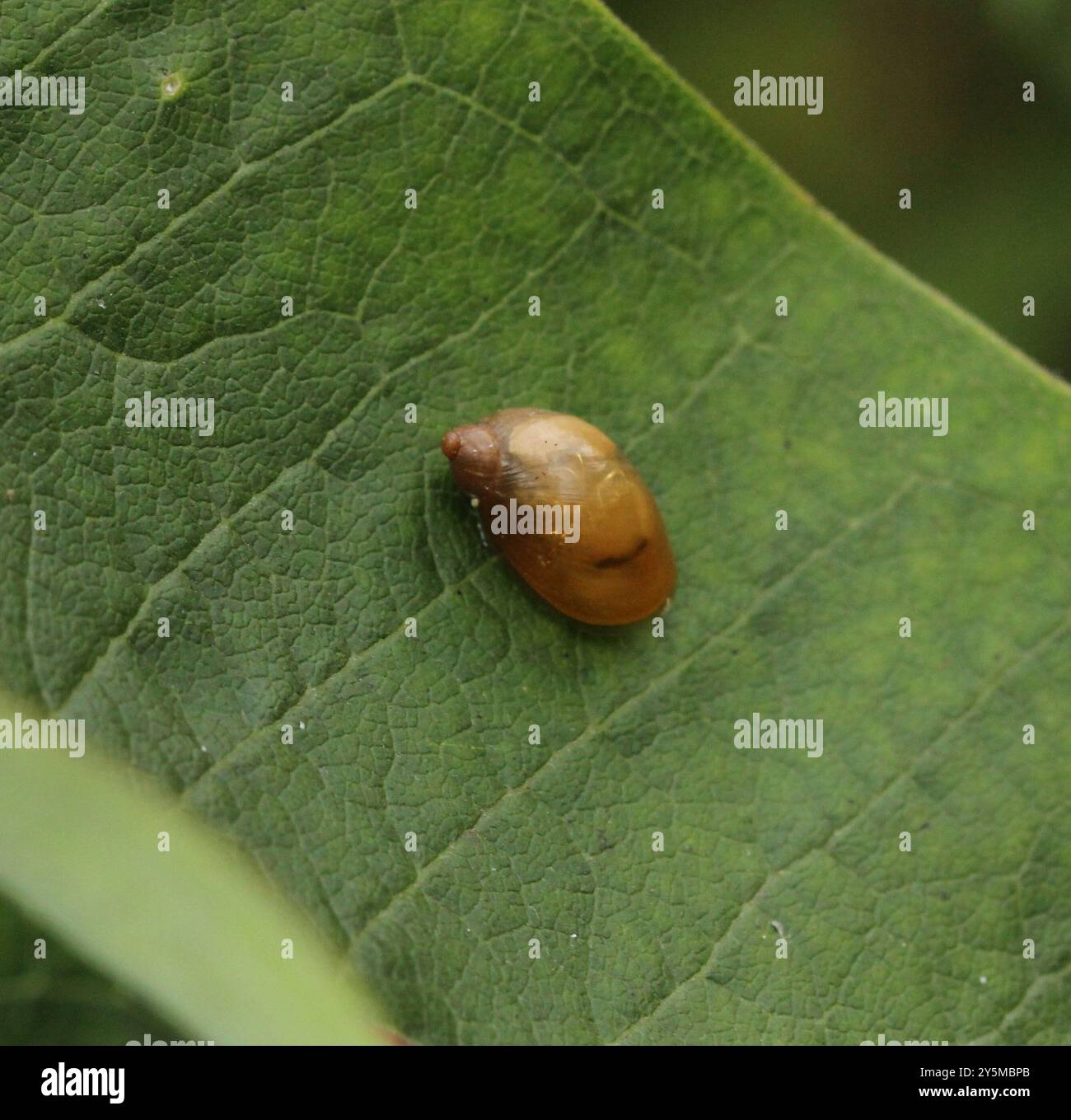 Amber Snails (Succineidae) Mollusca Stock Photo - Alamy