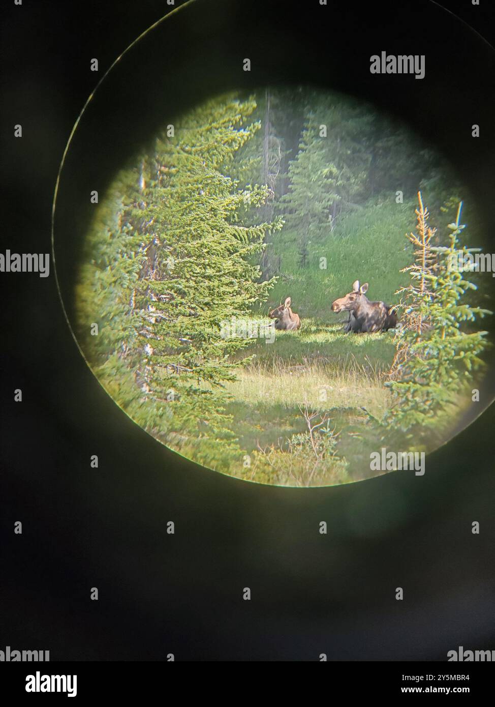 Shiras Moose (Alces alces shirasi) Mammalia Stock Photo - Alamy