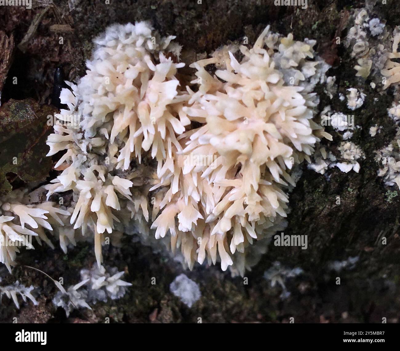 Asian Beauty (Radulomyces copelandii) Fungi Stock Photo - Alamy