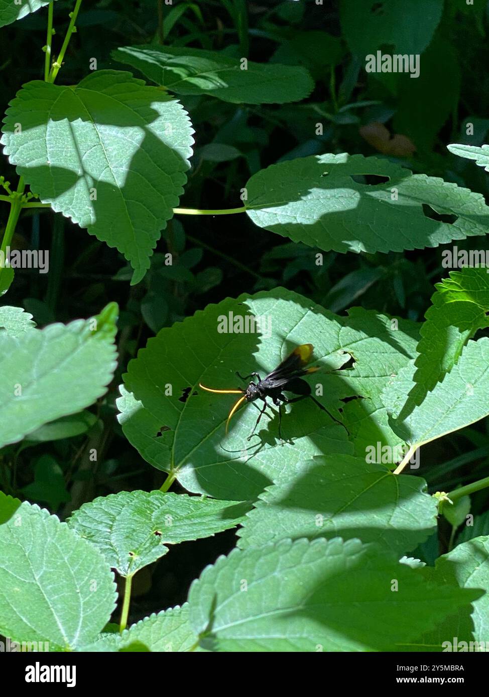 Eastern Tawny-horned Spider Wasp (Entypus unifasciatus) Insecta Stock ...