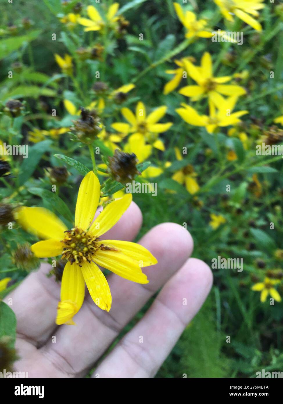 Greater Tickseed (Coreopsis major) Plantae Stock Photo - Alamy
