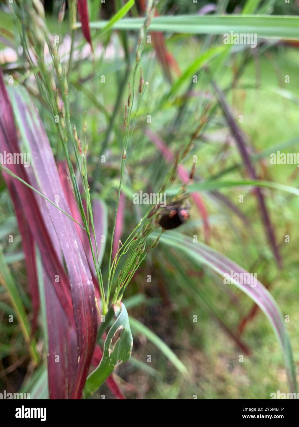 Winged and Once-winged Insects (Pterygota) Insecta Stock Photo - Alamy
