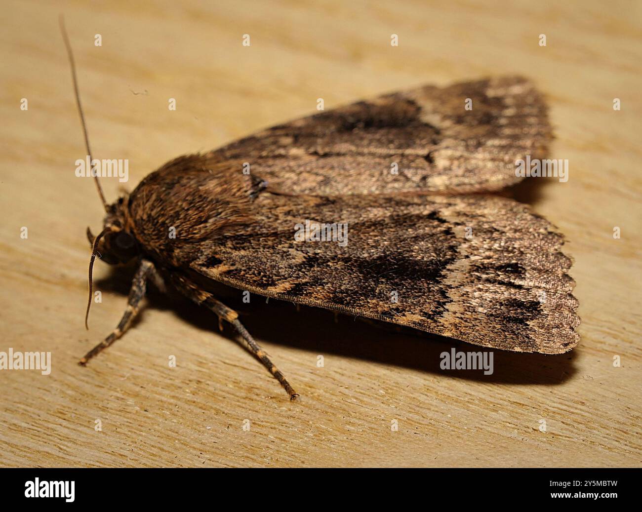 Eurasian Copper Underwing Complex (Amphipyra pyramidea) Insecta Stock ...