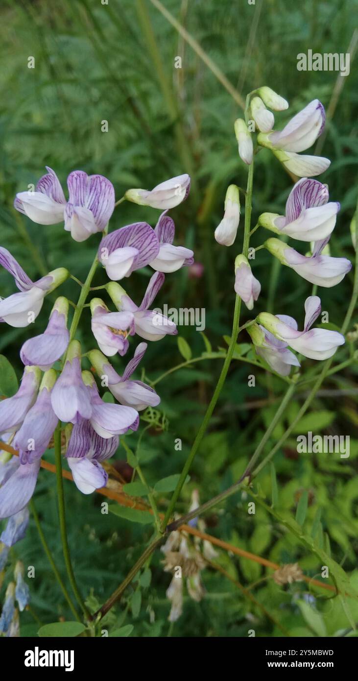 Wood Vetch (Vicia sylvatica) Plantae Stock Photo - Alamy