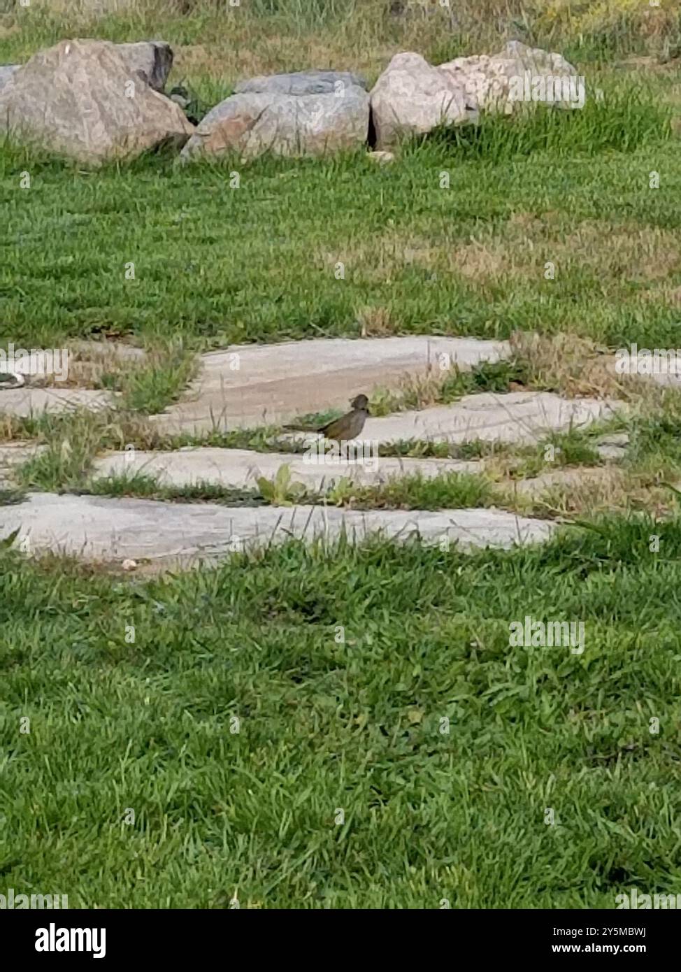 New World Sparrows (Passerellidae) Aves Stock Photo - Alamy