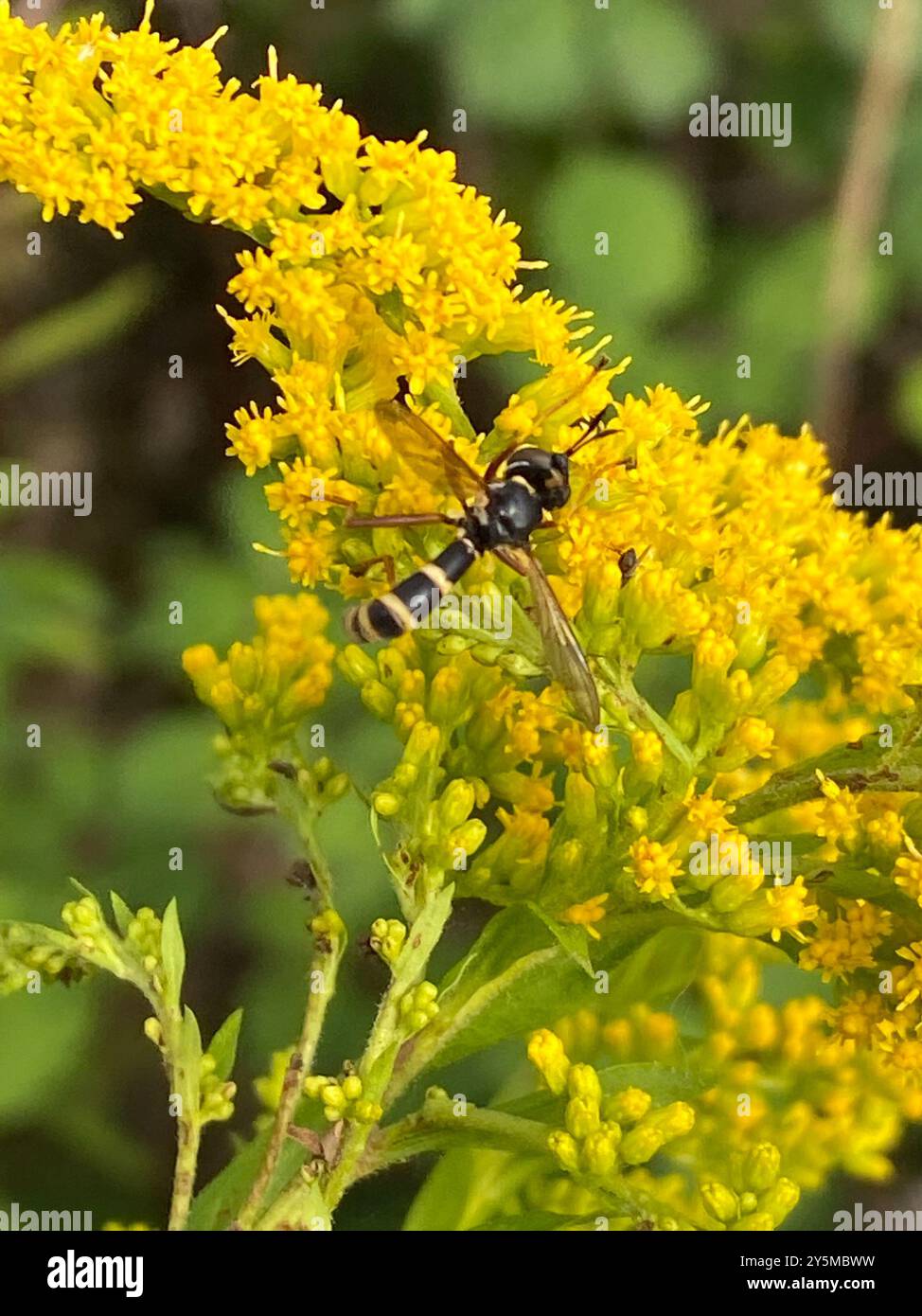 (Conops quadrifasciatus) Insecta Stock Photo - Alamy