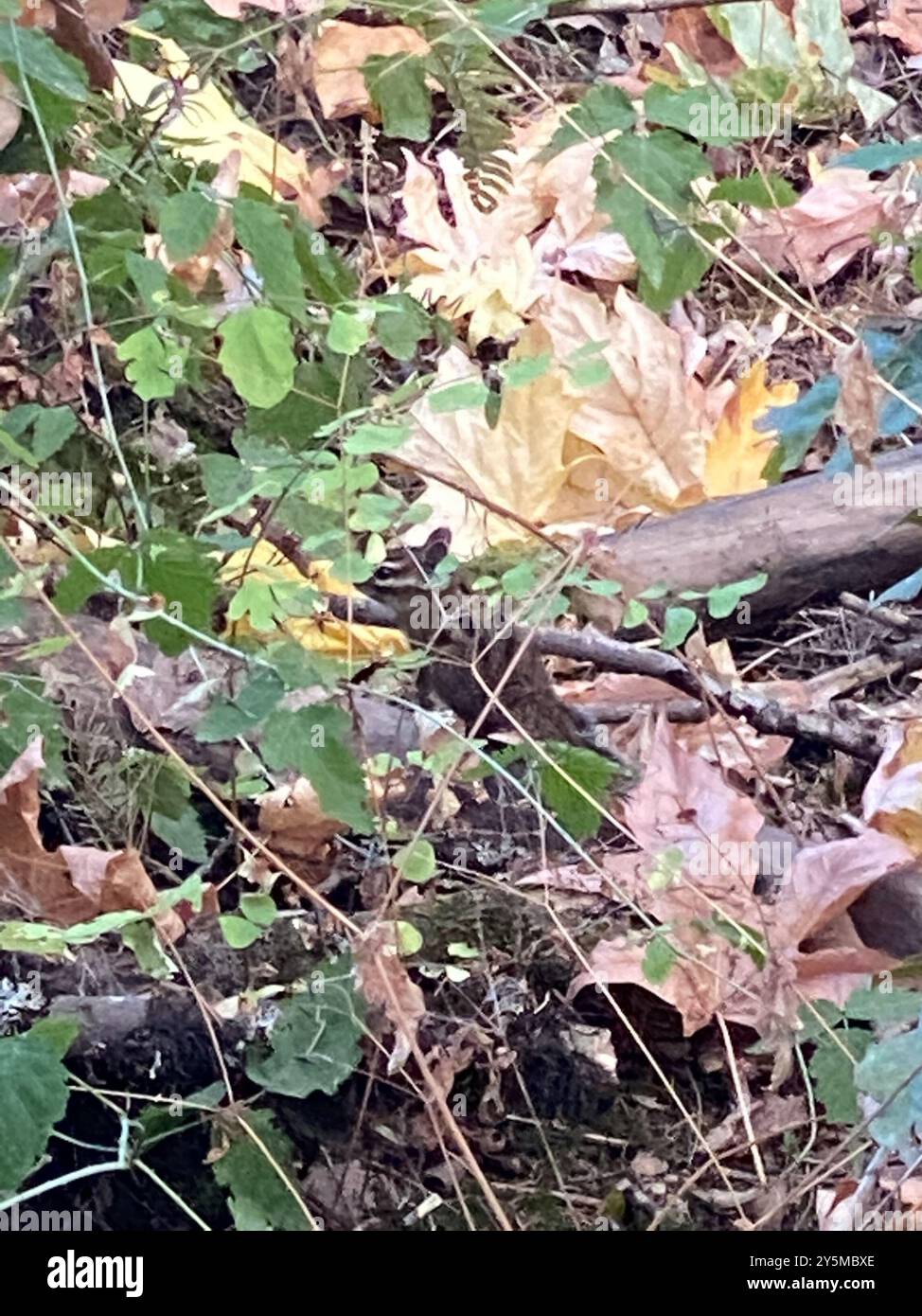 Townsend's Chipmunk (Neotamias townsendii) Mammalia Stock Photo - Alamy