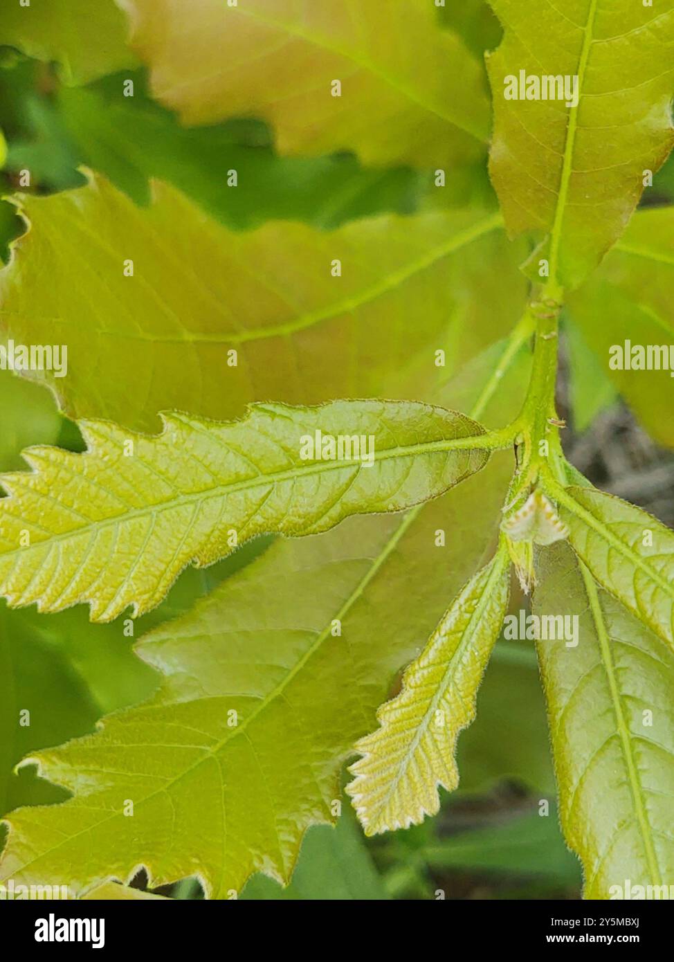 swamp white oak (Quercus bicolor) Plantae Stock Photo - Alamy