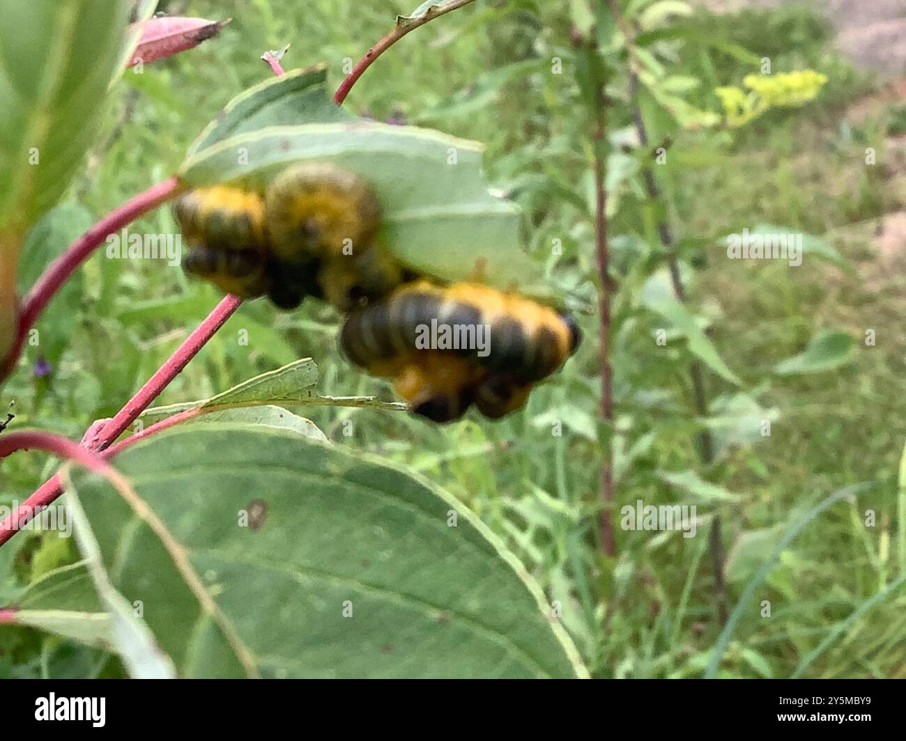 (Macremphytus tarsatus) Insecta Stock Photo - Alamy