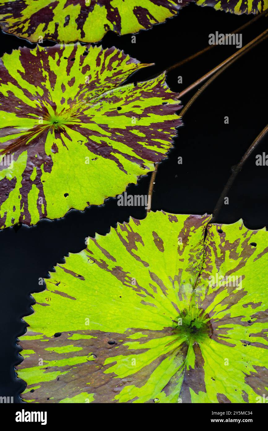 Naturalistic colors hi-res stock photography and images - Alamy