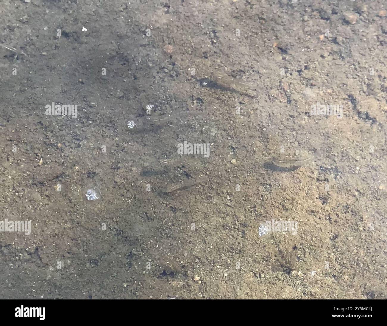 Typical Killifishes (Fundulus) Actinopterygii Stock Photo - Alamy