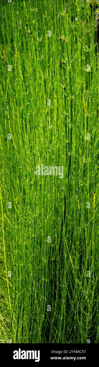 Collection of slender green blades of grass hi-res stock photography ...