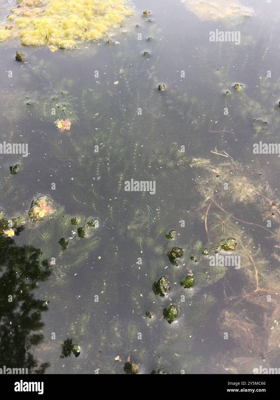 coontail (Ceratophyllum demersum) Plantae Stock Photo - Alamy