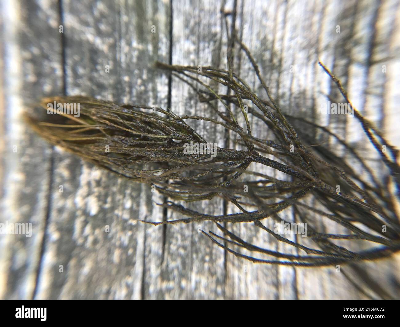 coontail (Ceratophyllum demersum) Plantae Stock Photo - Alamy