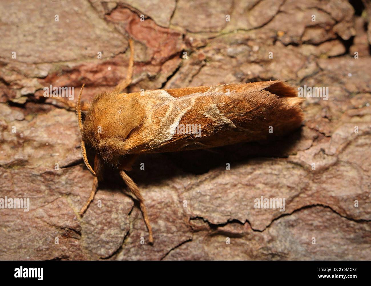 Orange Swift (Triodia sylvina) Insecta Stock Photo - Alamy