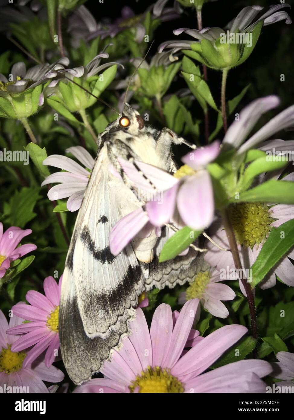 Blue Underwing (Catocala fraxini) Insecta Stock Photo - Alamy