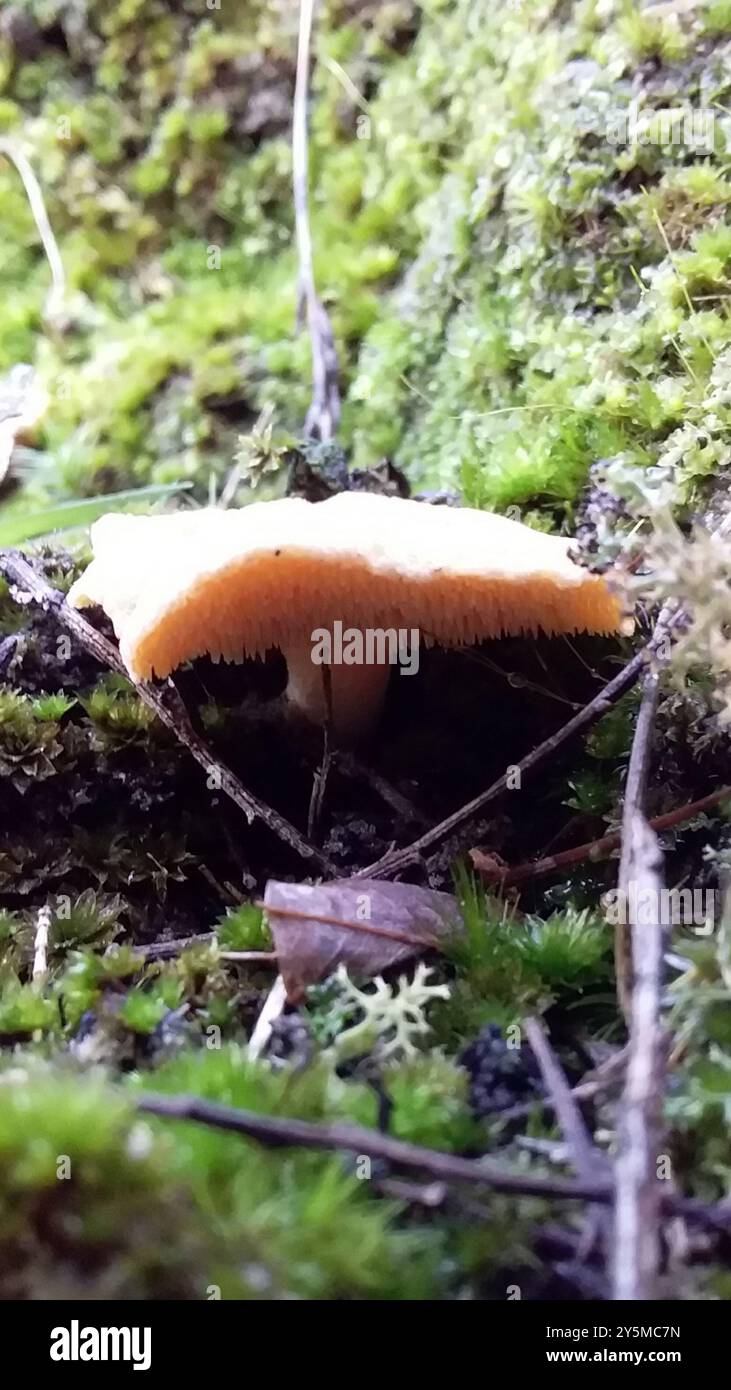 Wood Hedgehog (Hydnum repandum) Fungi Stock Photo - Alamy