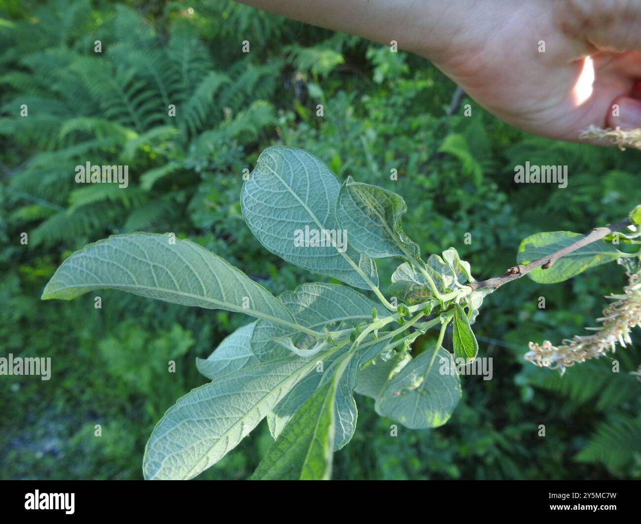 Eared Willow (Salix aurita) Plantae Stock Photo - Alamy