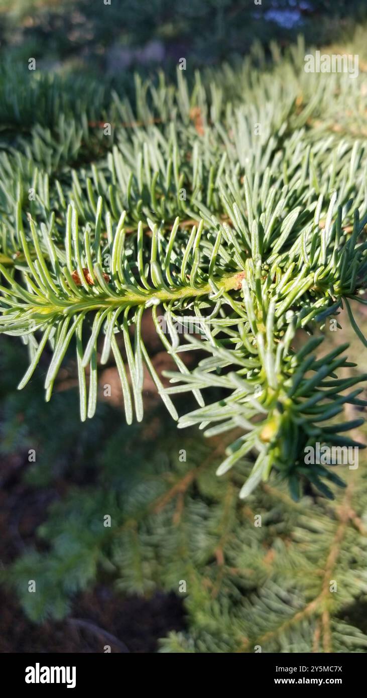 red fir (Abies magnifica) Plantae Stock Photo - Alamy