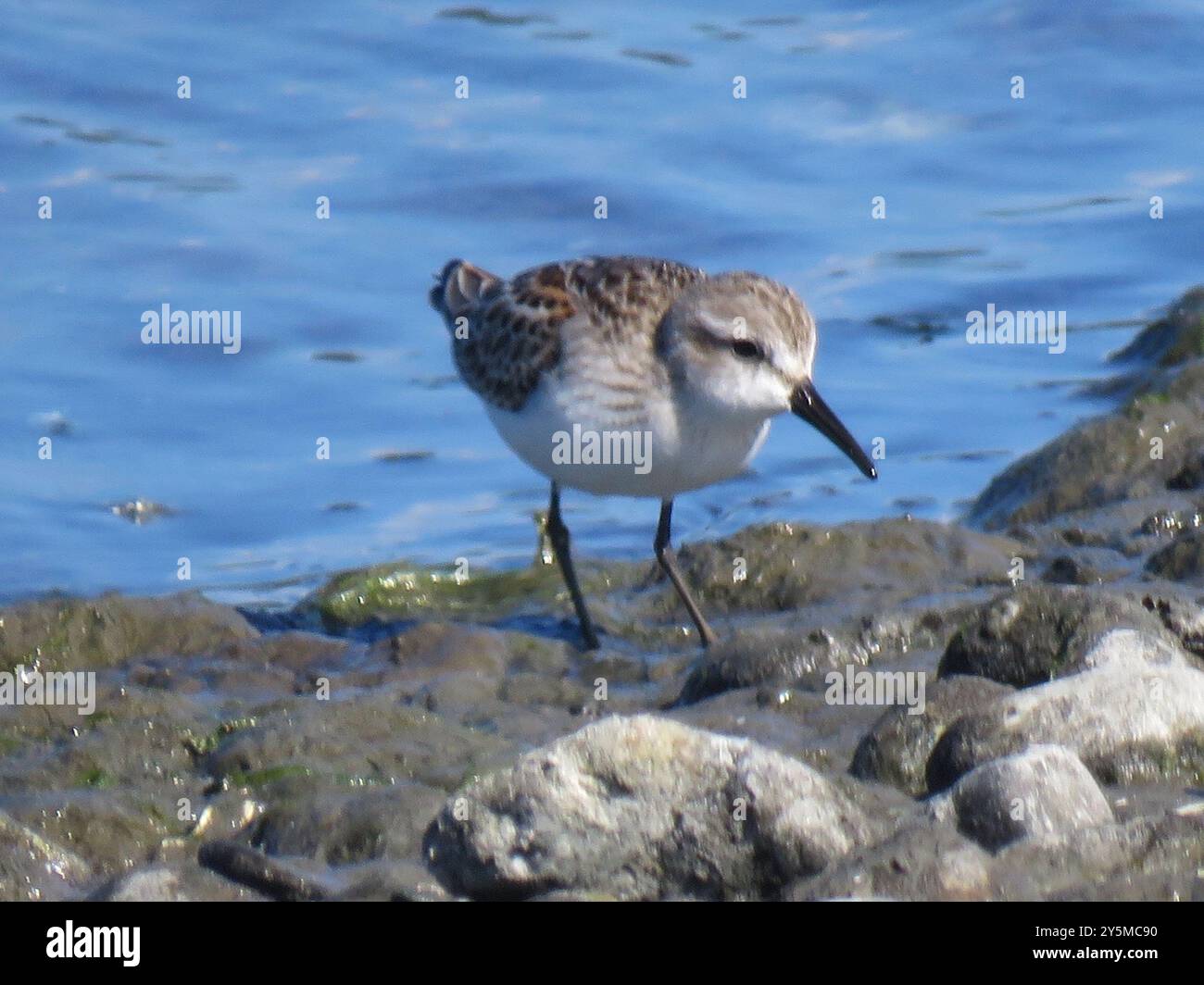 Western Sandpiper (Calidris mauri) Aves Stock Photo - Alamy