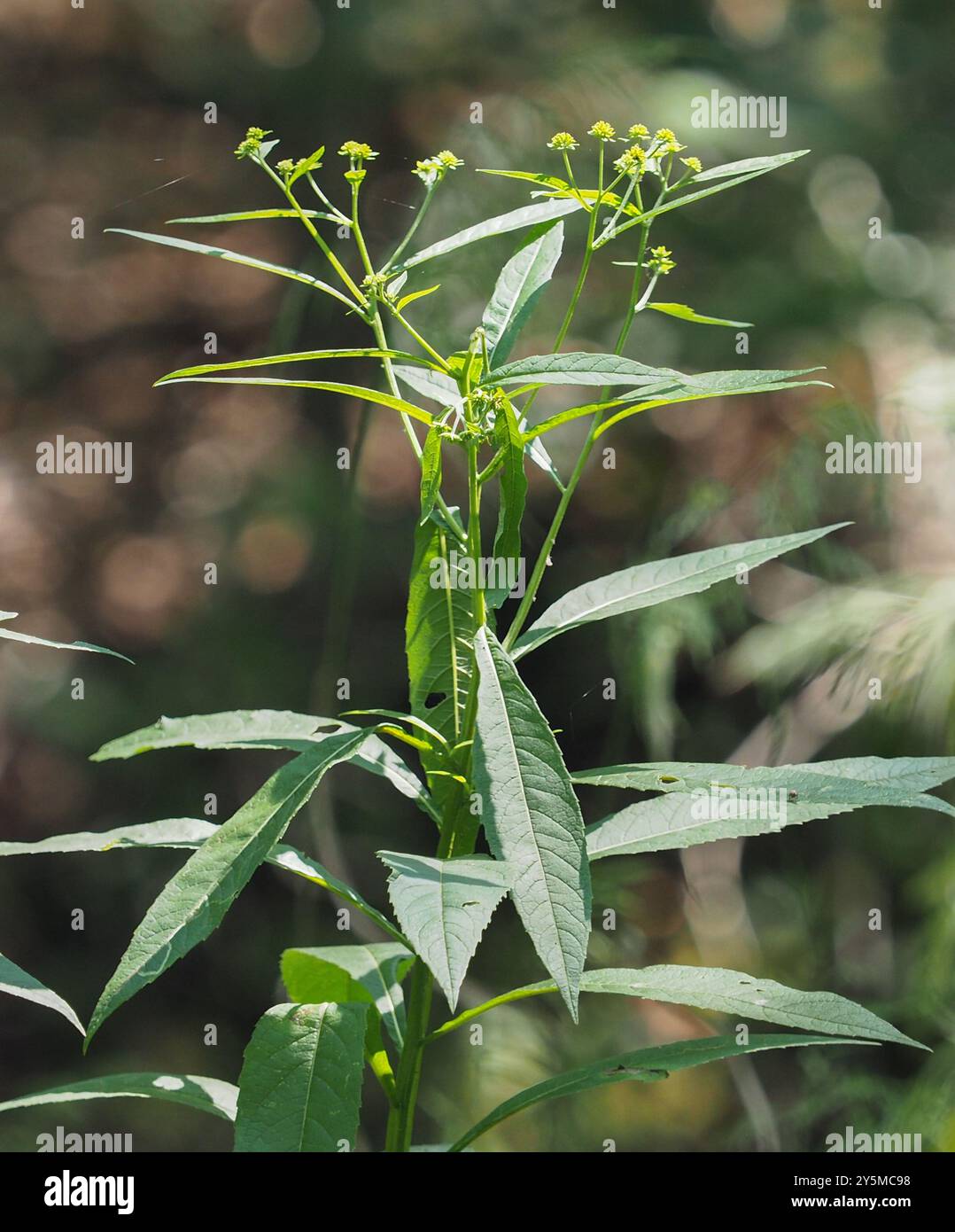 Wingstem (Verbesina alternifolia) Plantae Stock Photo - Alamy