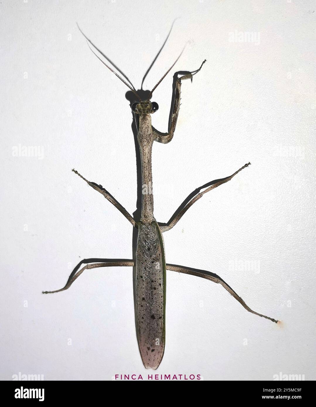 (Pseudovates brasiliensis) Insecta Stock Photo - Alamy
