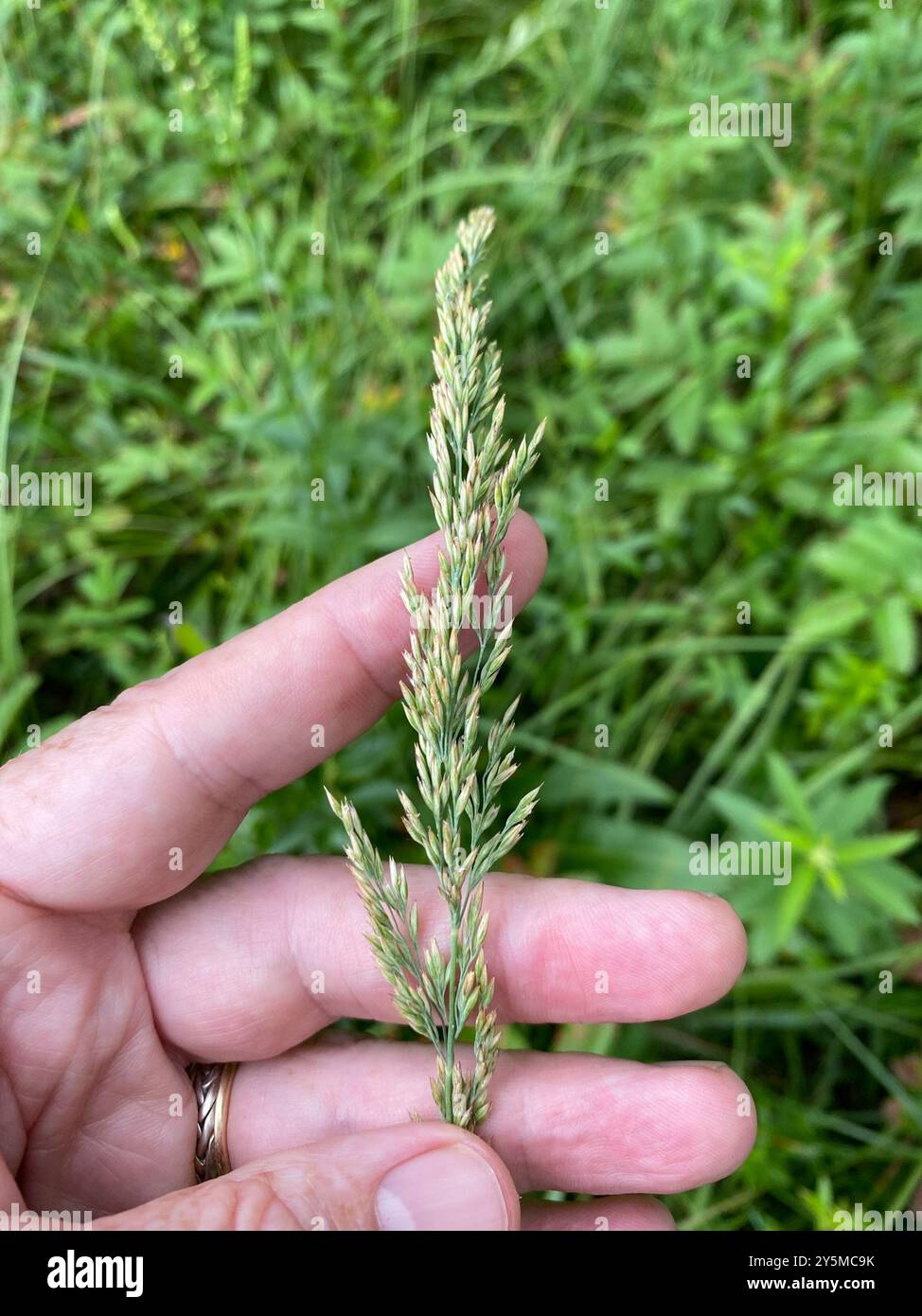 Northern Reedgrass (Calamagrostis inexpansa) Plantae Stock Photo - Alamy