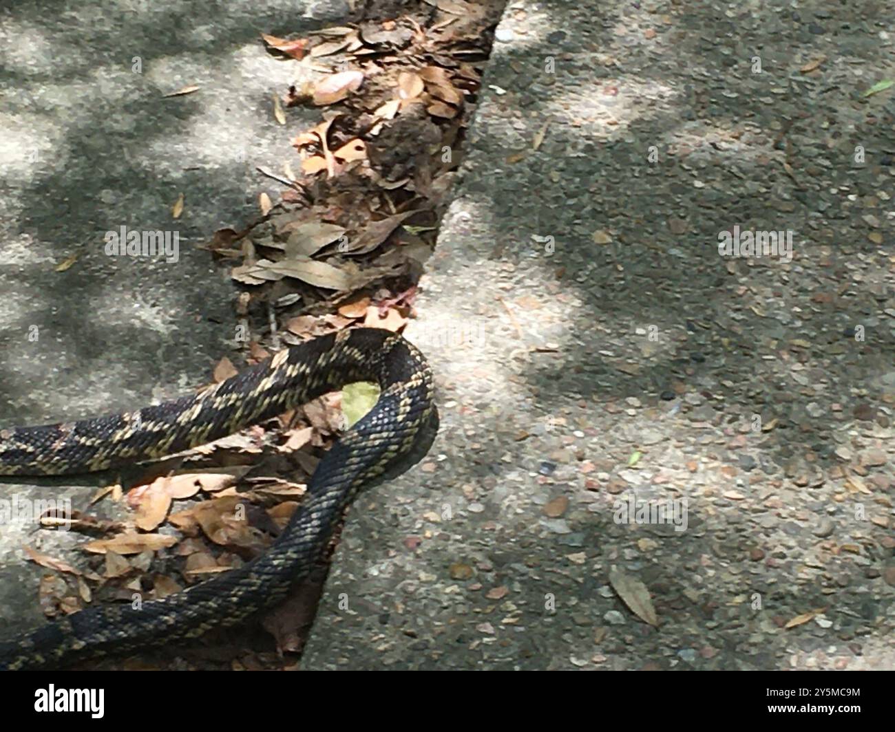 Western Ratsnake (Pantherophis obsoletus) Reptilia Stock Photo - Alamy