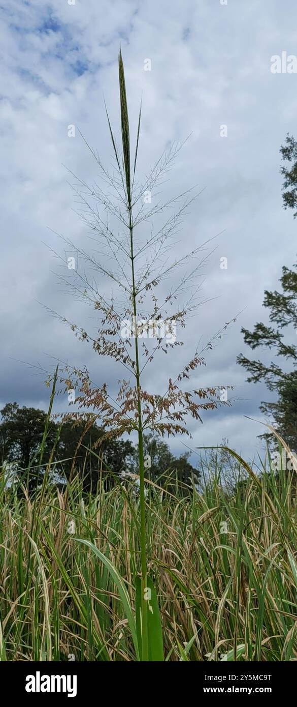 annual wild rice (Zizania aquatica) Plantae Stock Photo - Alamy