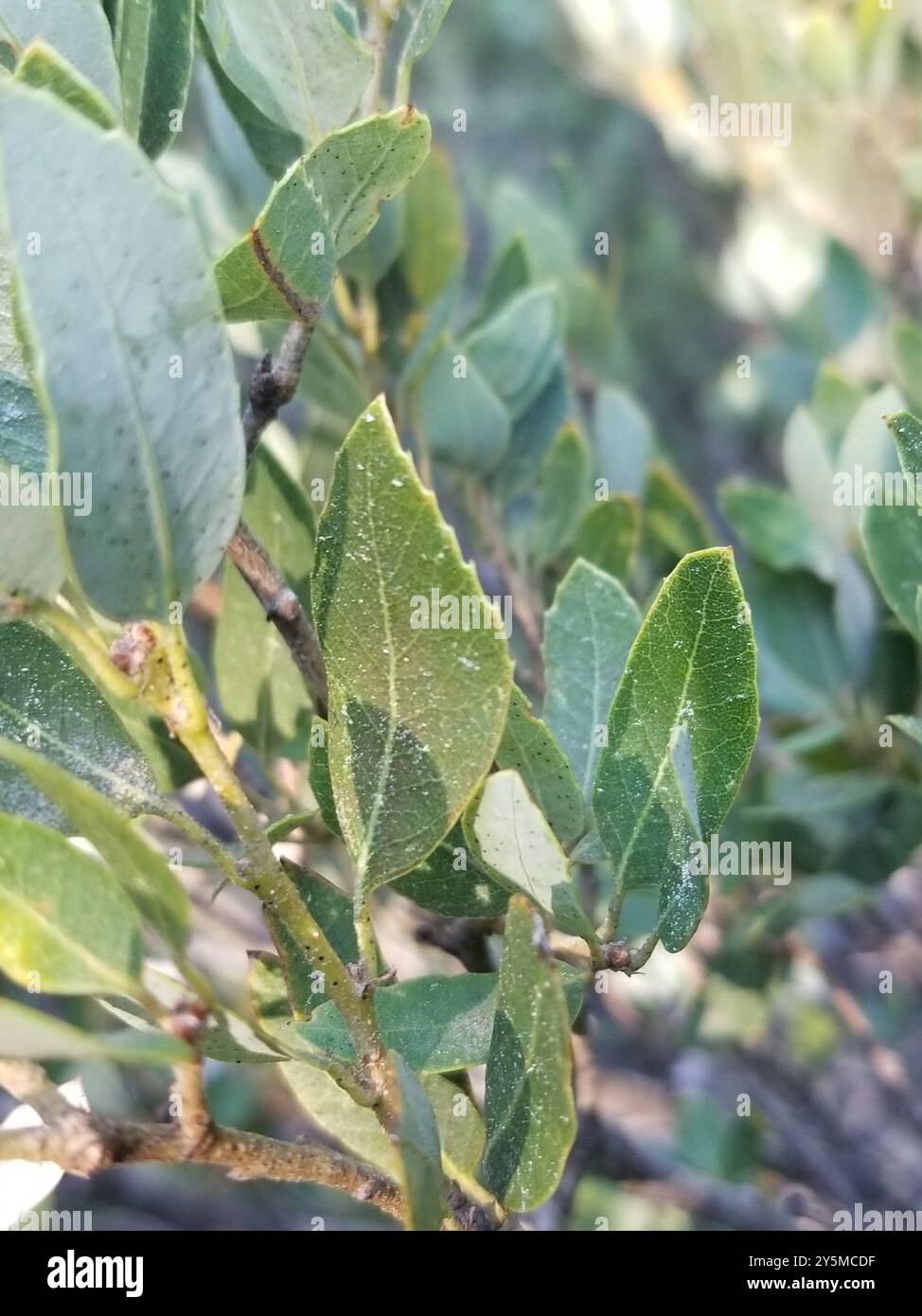 huckleberry oak (Quercus vacciniifolia) Plantae Stock Photo - Alamy