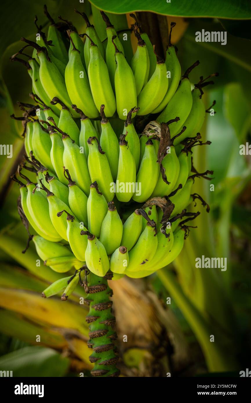 A bunch of green bananas growing on a banana plant, highlighting the ...