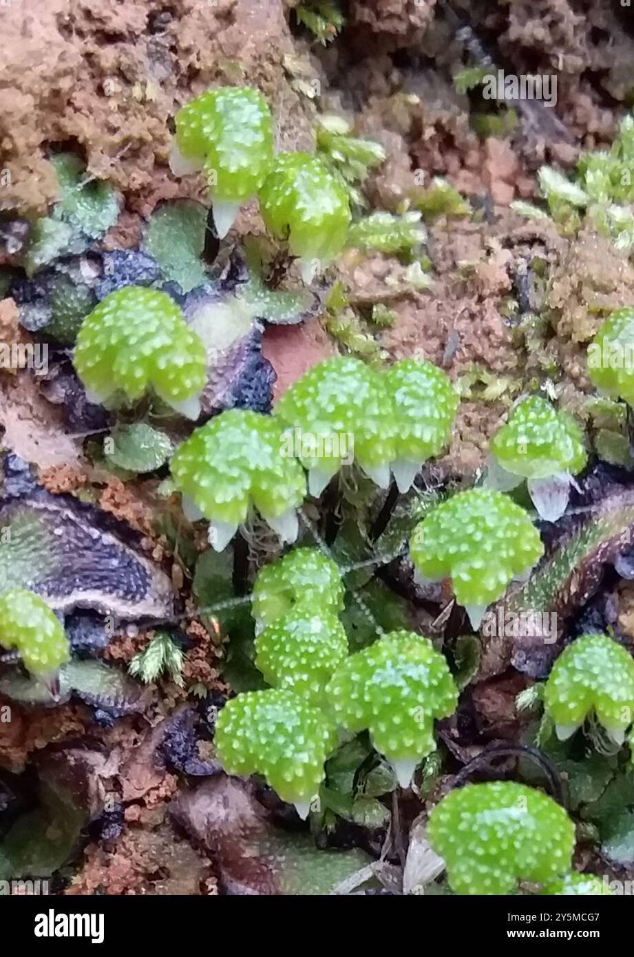 (Asterella drummondii) Plantae Stock Photo - Alamy