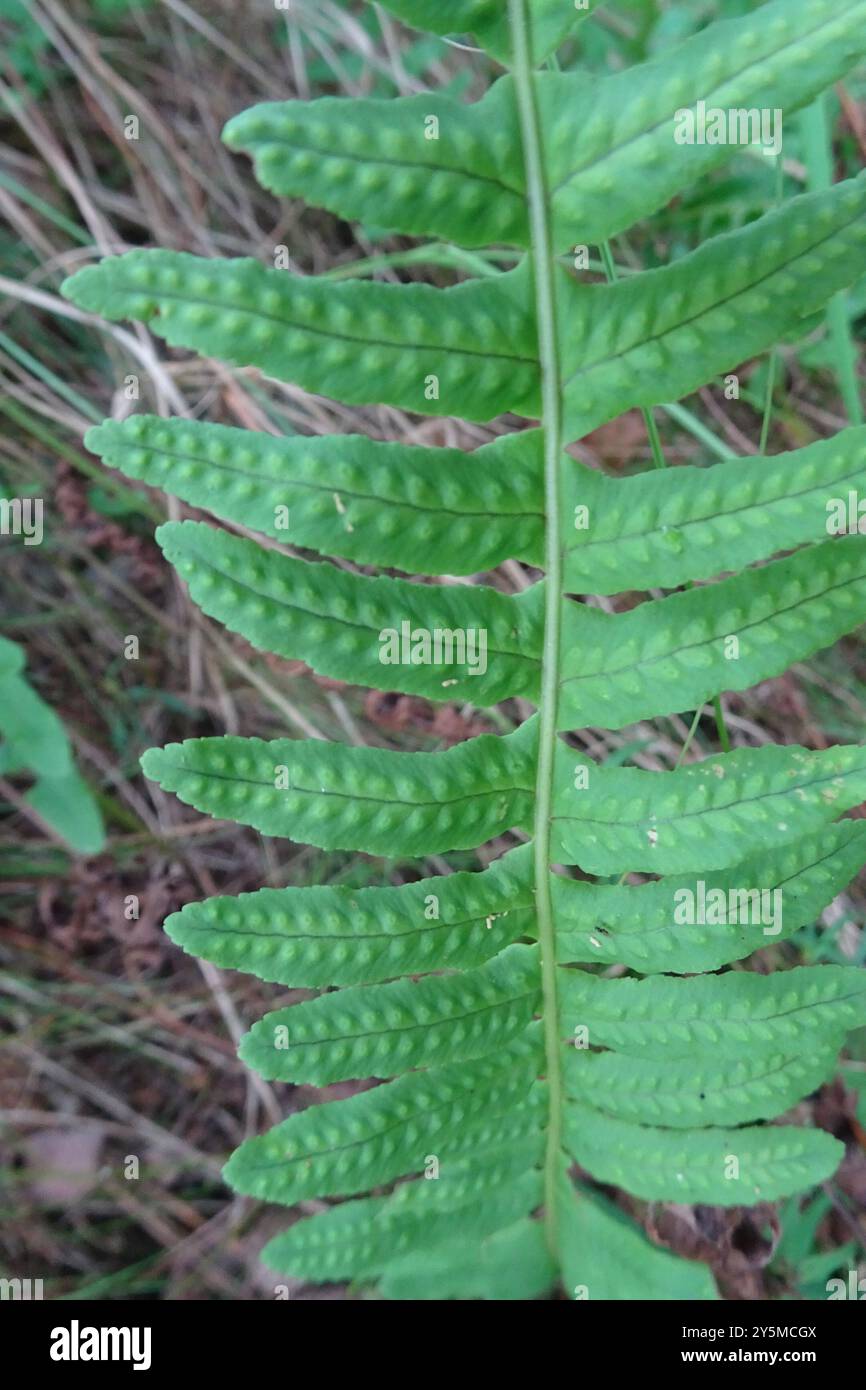 common polypody (Polypodium vulgare) Plantae Stock Photo - Alamy