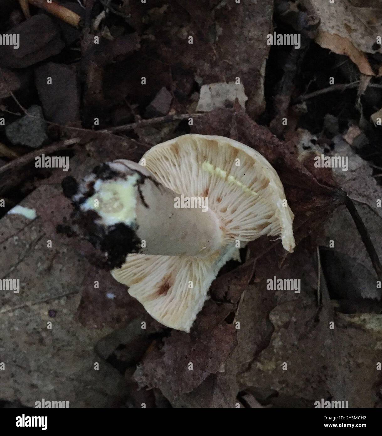 Yellowdrop Milkcap (Lactarius chrysorrheus) Fungi Stock Photo - Alamy