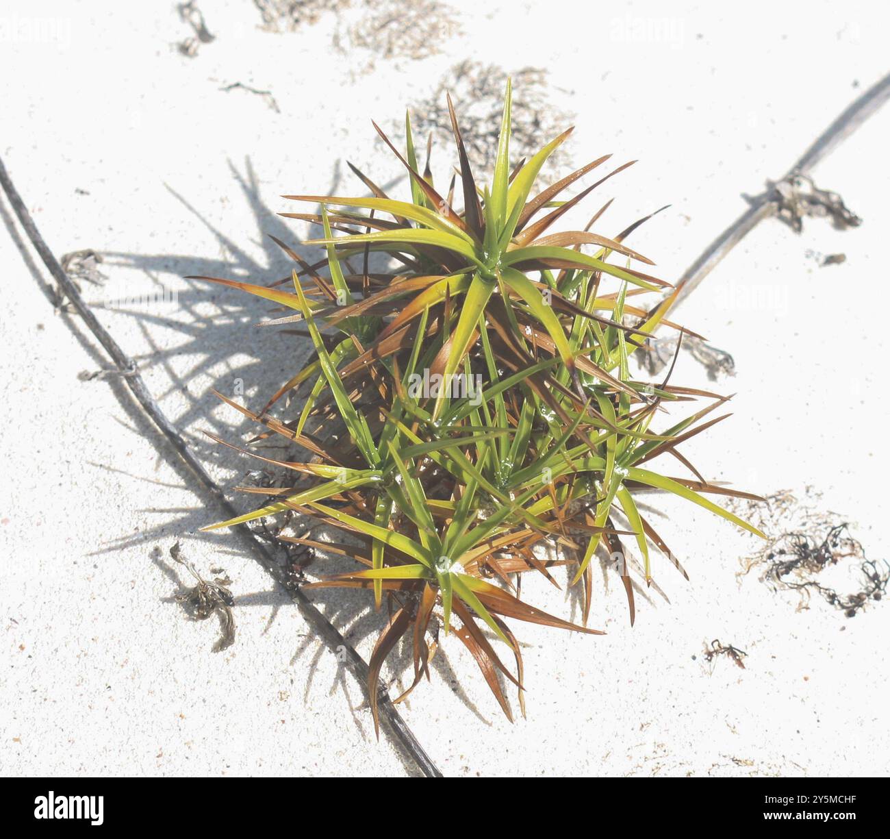 plants (Plantae) Plantae Stock Photo - Alamy