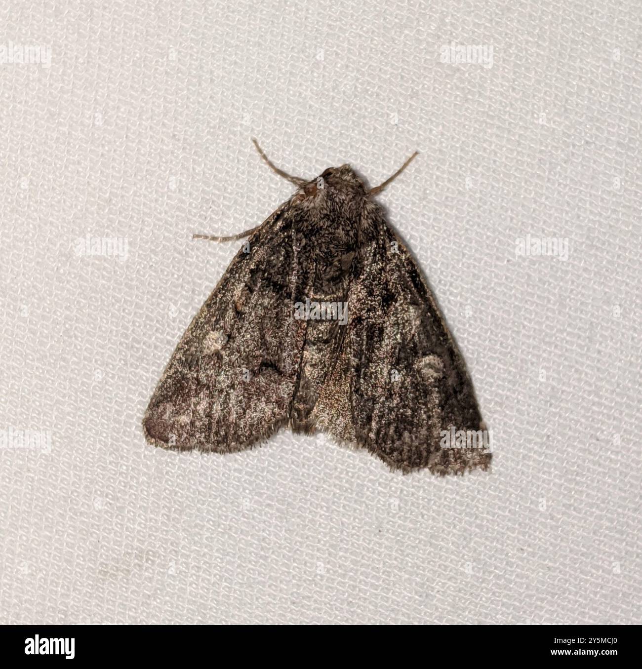 Owlet Moths and Allies (Noctuoidea) Insecta Stock Photo - Alamy