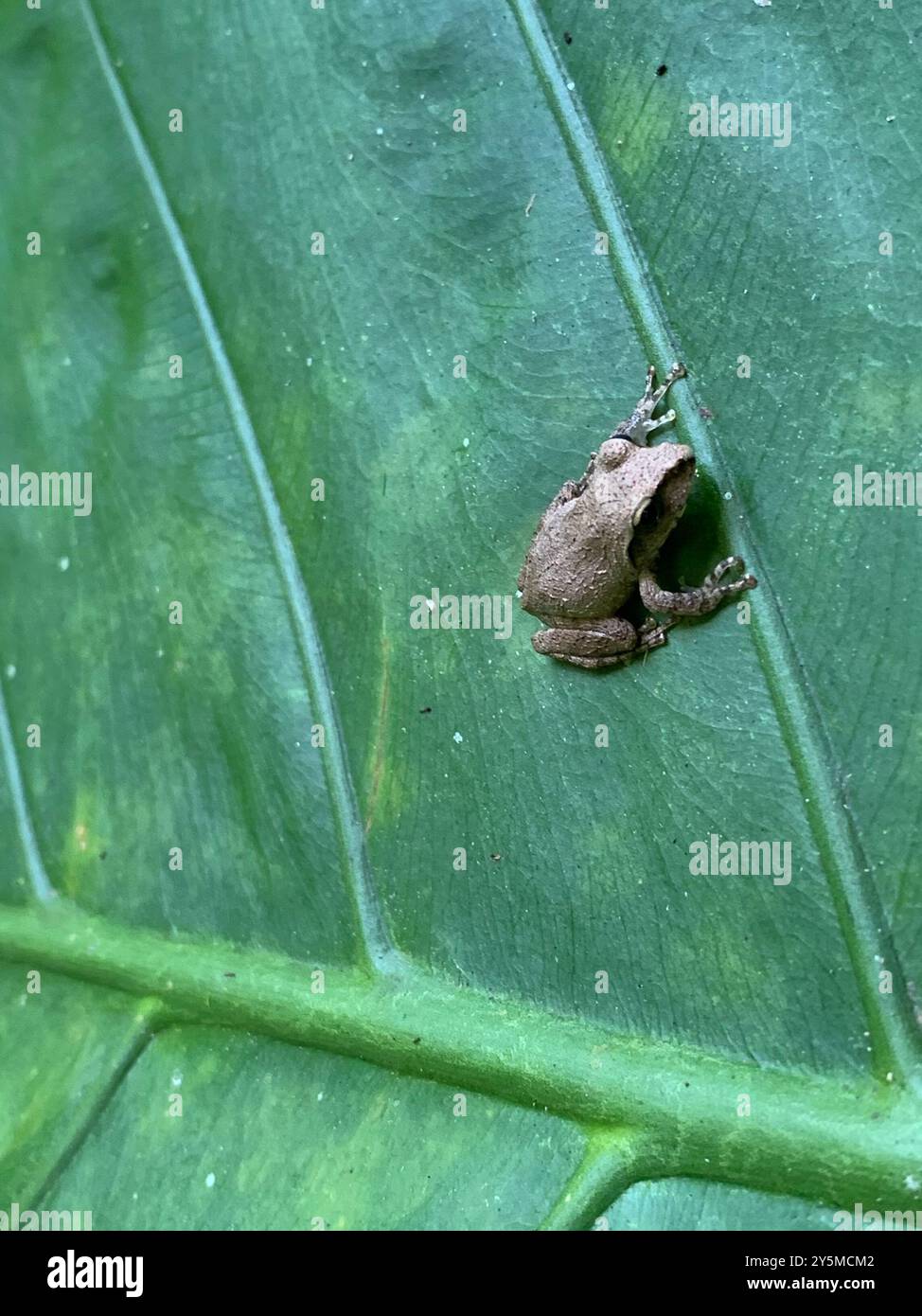 Robust Kajika Frog (Buergeria robusta) Amphibia Stock Photo - Alamy