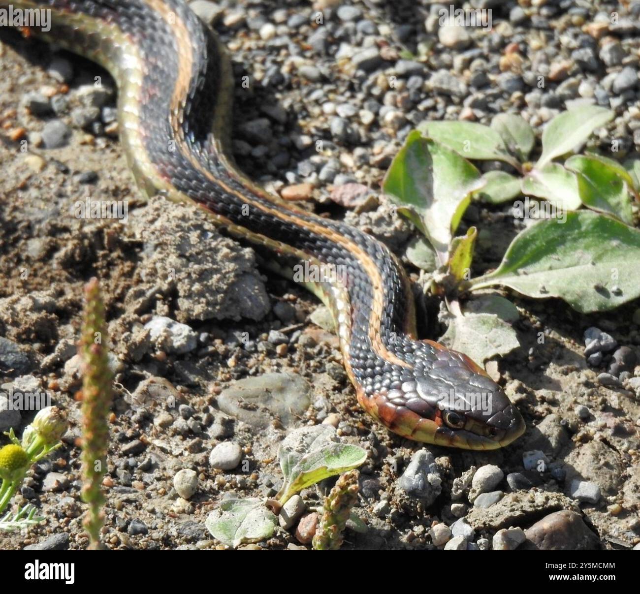 Common Garter Snake (Thamnophis sirtalis) Reptilia Stock Photo - Alamy