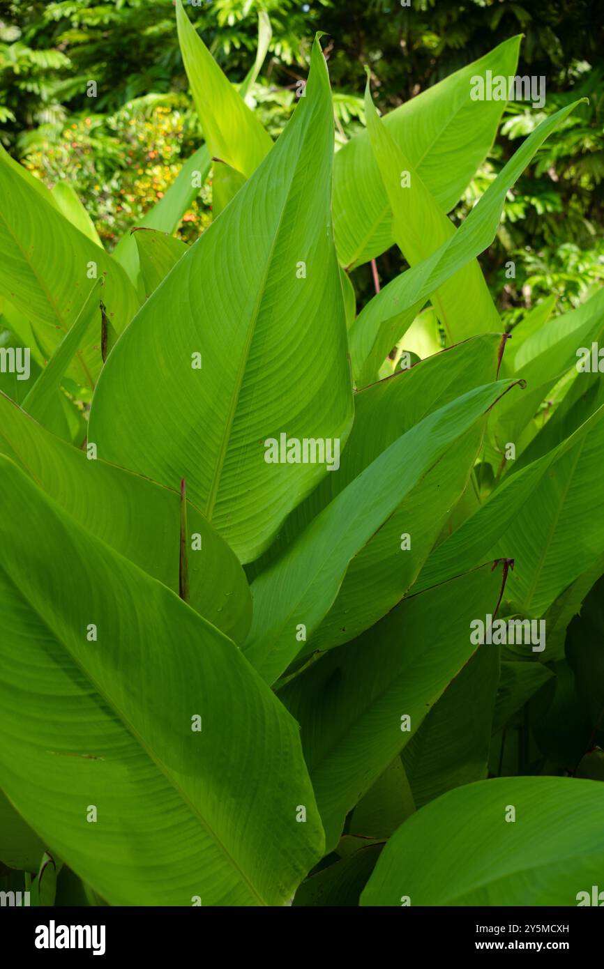 Bright and vibrant green leaves fill the lush tropical background ...