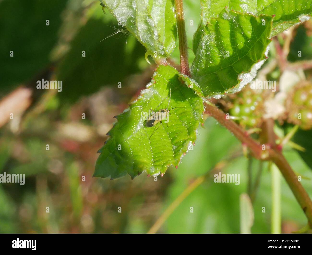 Common Nettle Flower Bug (Plagiognathus arbustorum) Insecta Stock Photo ...