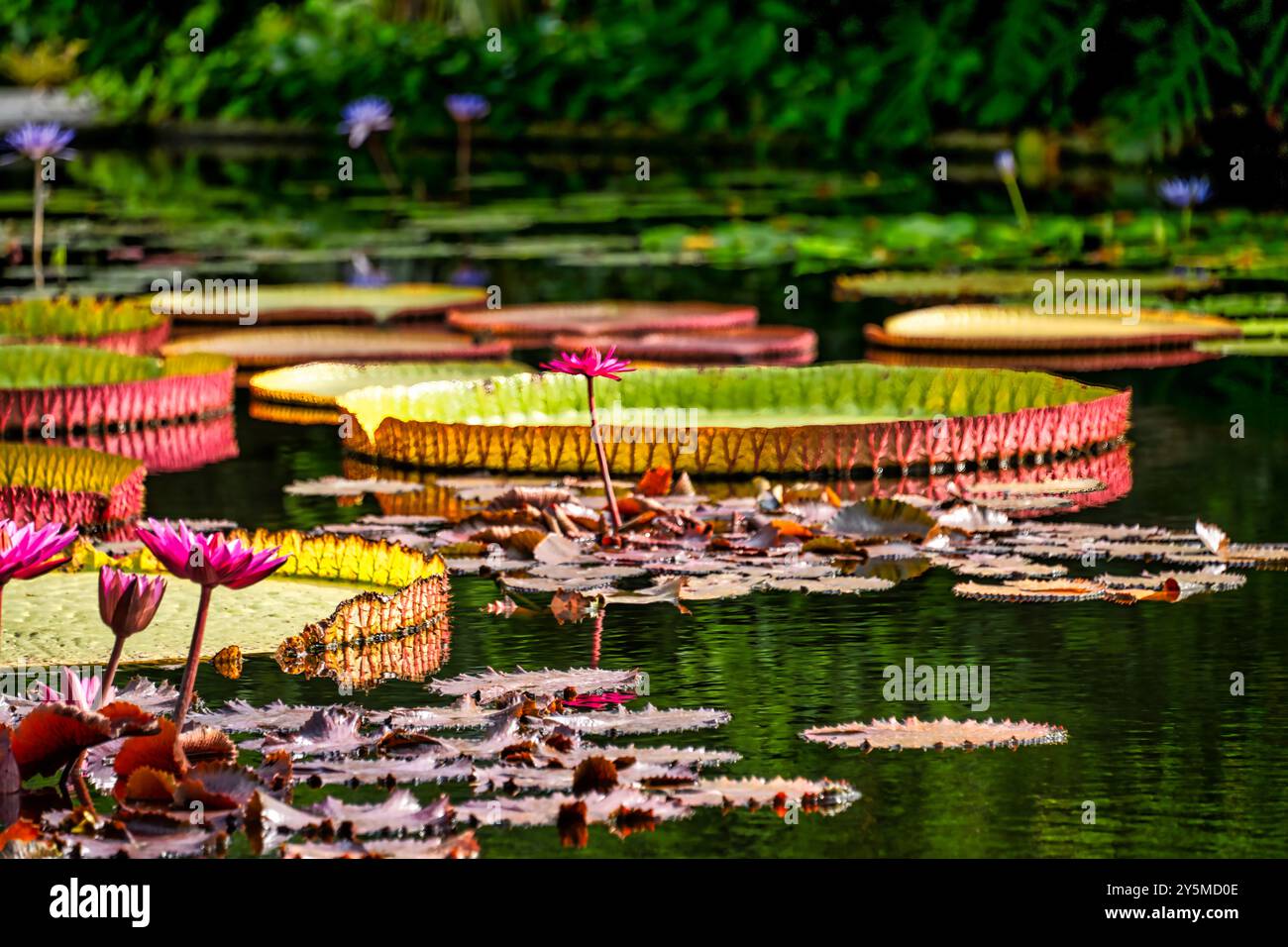 Colorful lily pads create a visual feast with their striking patterns ...