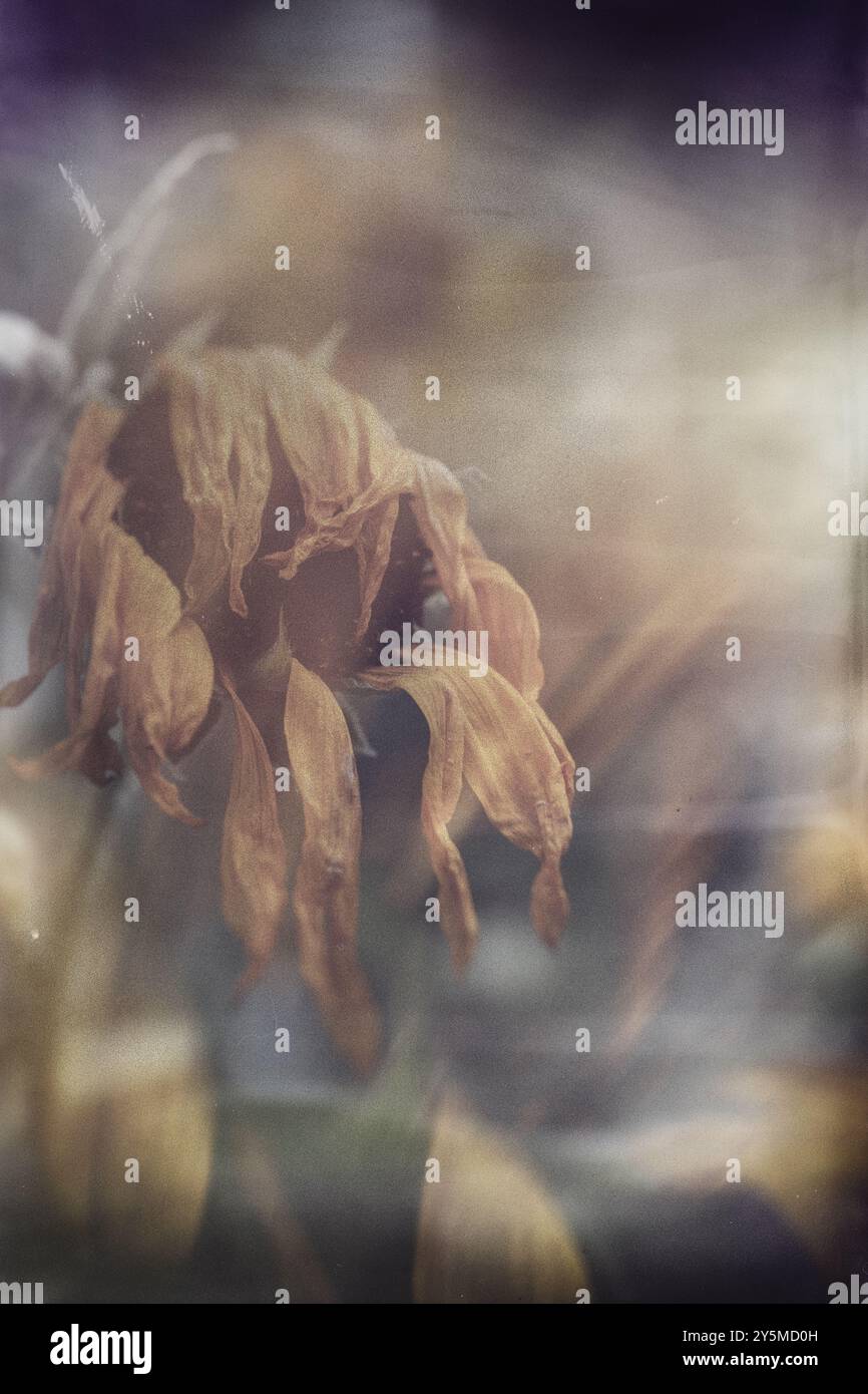 A sepia-toned image of a wilted flower with a faded texture in the ...
