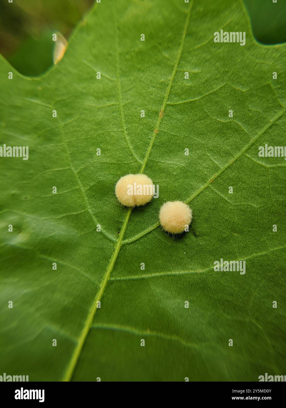 Woolly Oak Gall Wasp (Callirhytis lanata) Insecta Stock Photo - Alamy