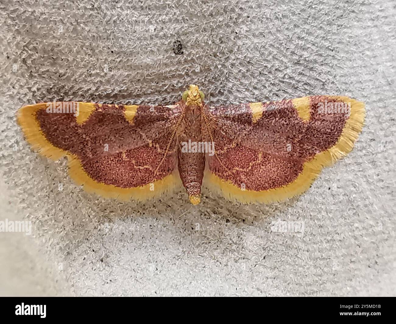 Clover Hayworm Moth (Hypsopygia costalis) Insecta Stock Photo - Alamy