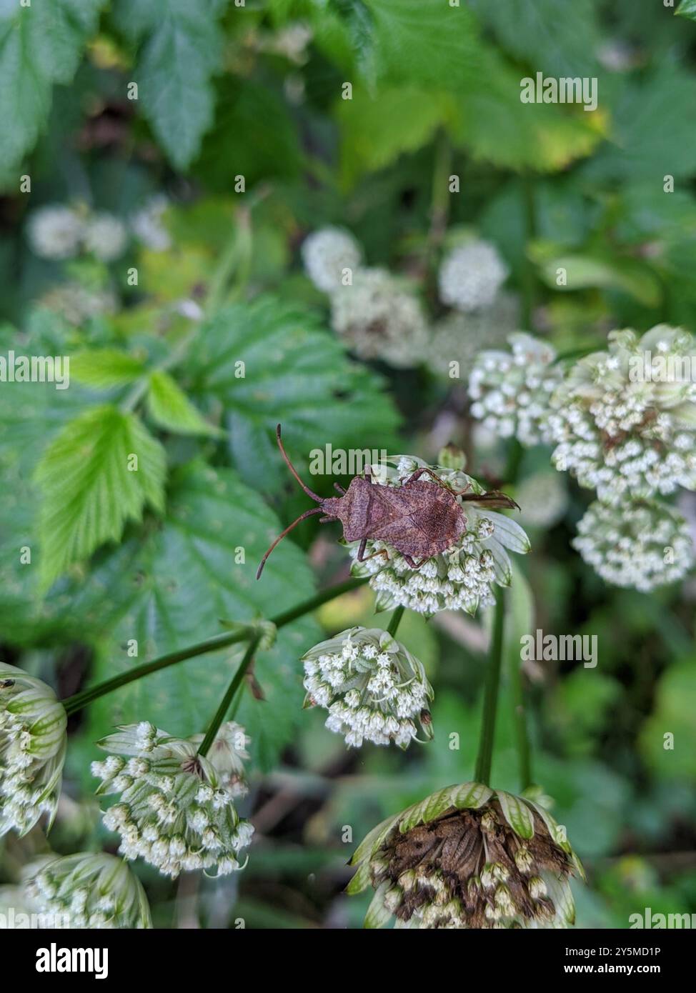 Dock Bug (Coreus marginatus) Insecta Stock Photo - Alamy